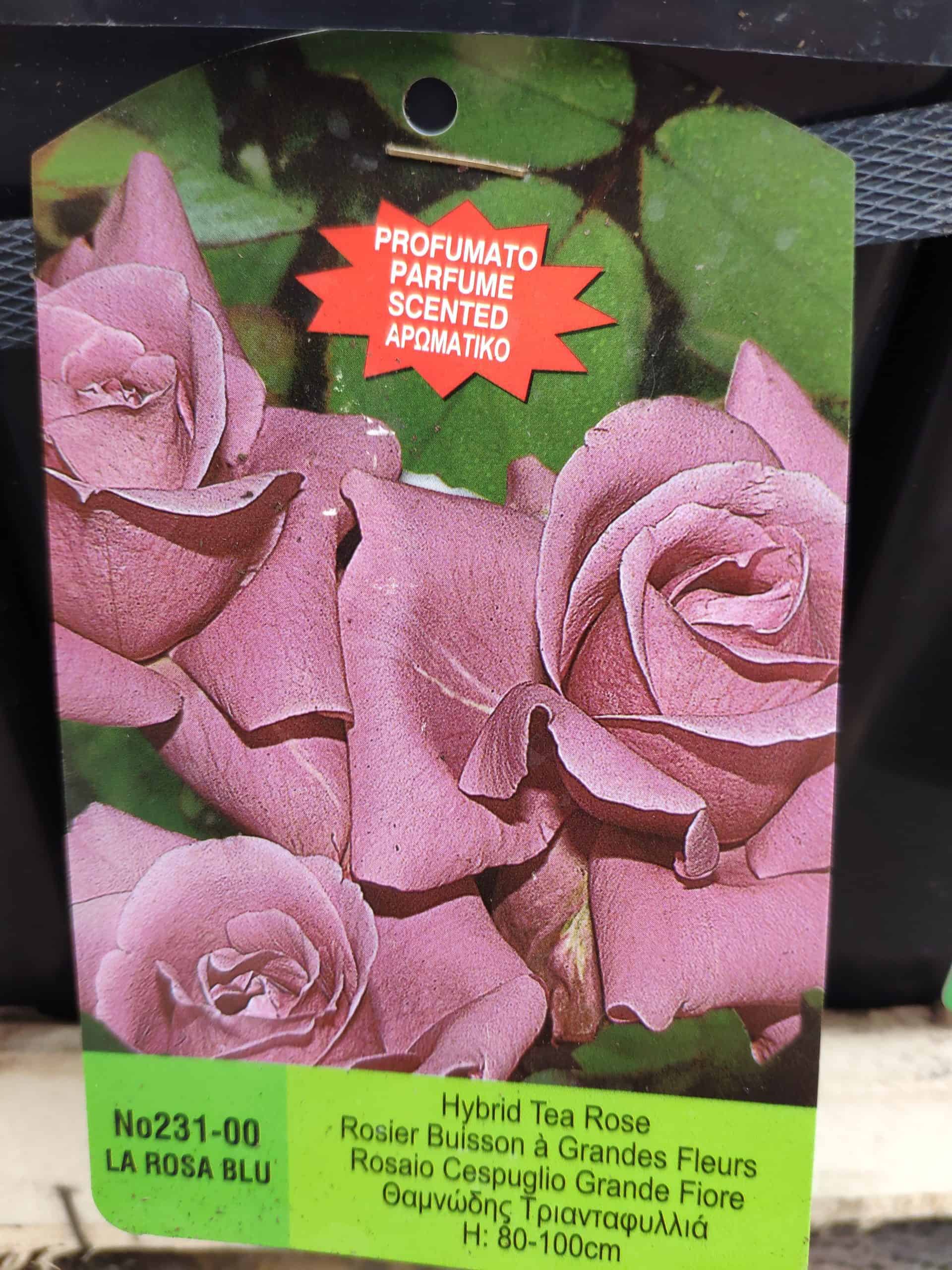 Τριανταφυλλιά - Γεωπονικό Κέντρο Κήπου