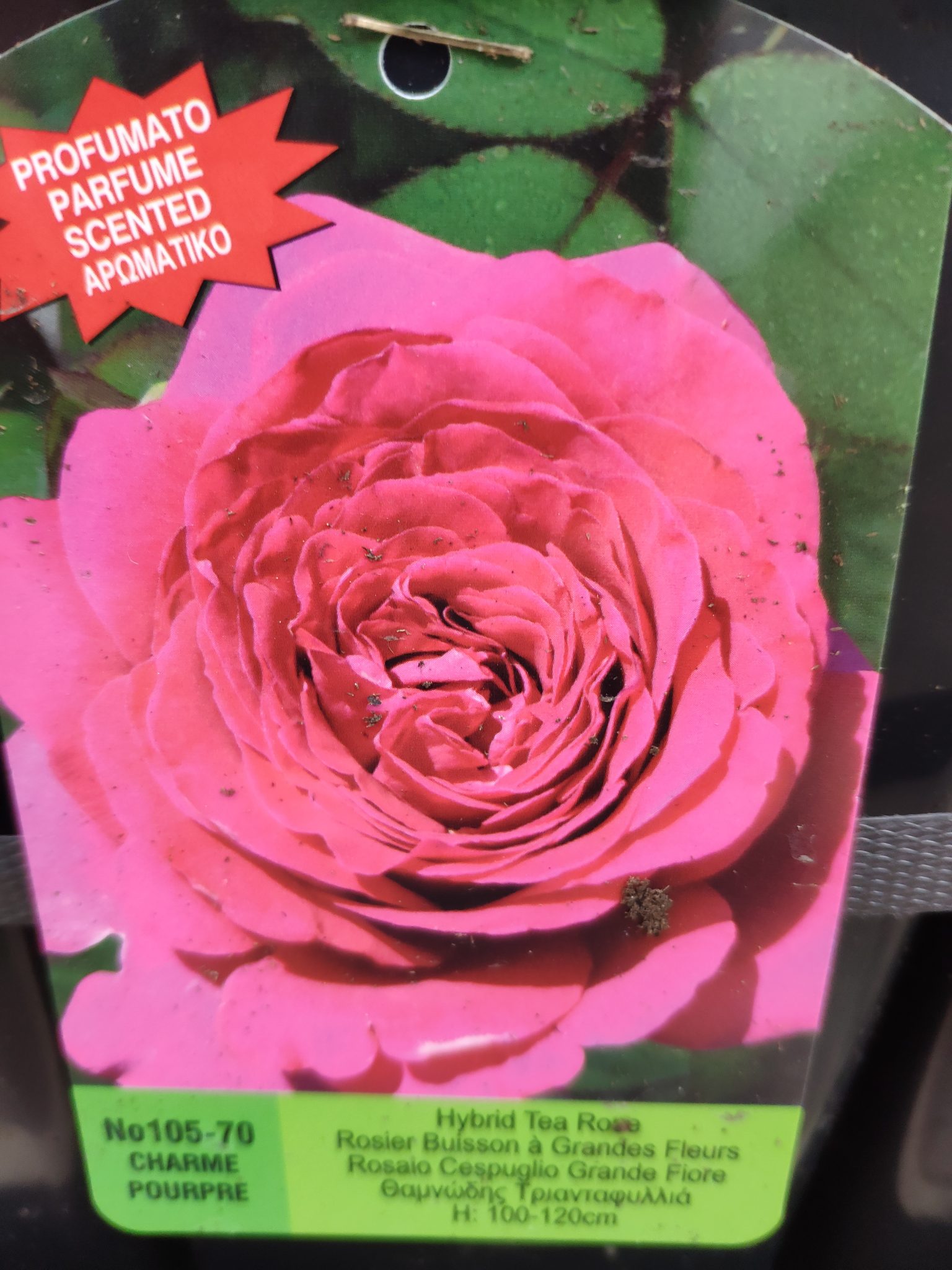 Τριανταφυλλιά - Γεωπονικό Κέντρο Κήπου