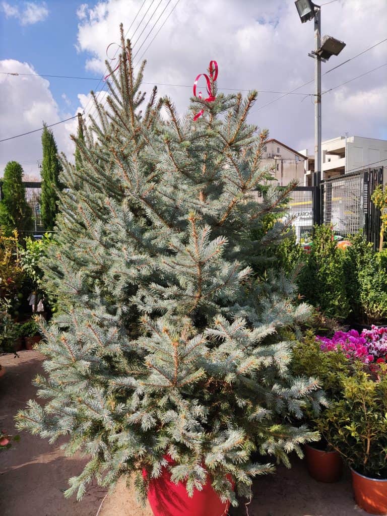 Αγοράστε Έλατο Online - Γεωπονικό Κέντρο Κήπου