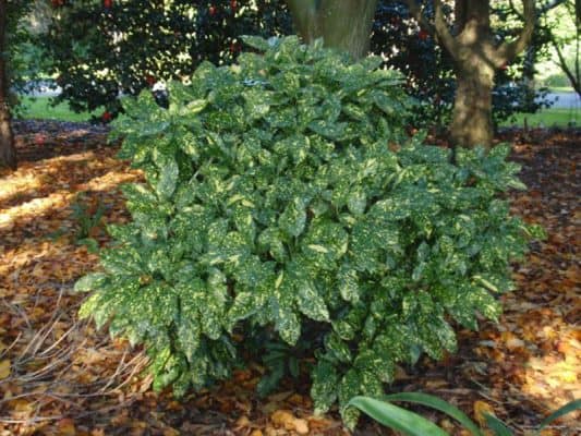 Αγοράστε Αουκούμπα Online - Γεωπονικό Κέντρο Κήπου