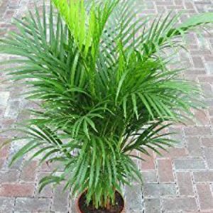 Αρέκα - Γεωπονικό Κέντρο Κήπου