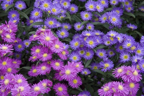 Αγοράστε Άστερ Online - Γεωπονικό Κέντρο Κήπου