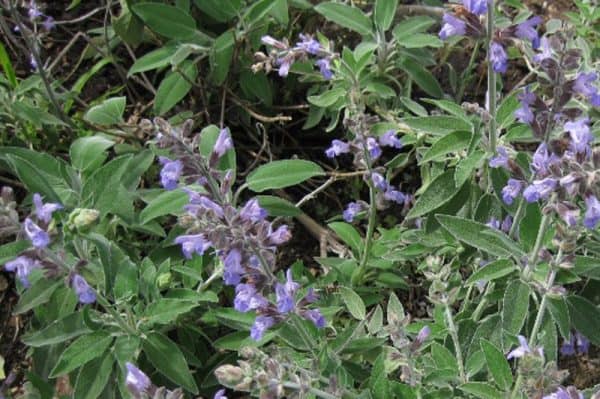 Αγοράστε Φασκόμηλο Online - Γεωπονικό Κέντρο Κήπου