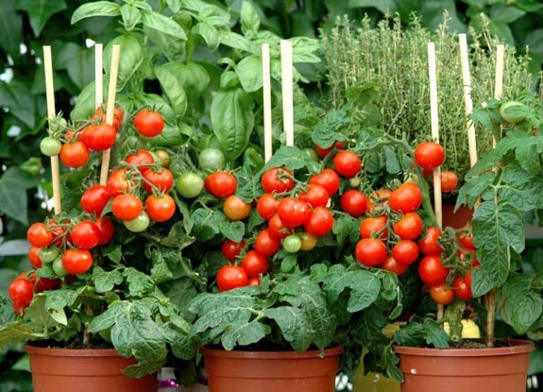 Αγοράστε Ντομάτα Online - Γεωπονικό Κέντρο Κήπου