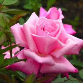 Φυτώριο Γεωπονικό Κέντρο Κήπου - Φυτά, Γλάστρες, Ζαρντινιέρες, Σπόροι