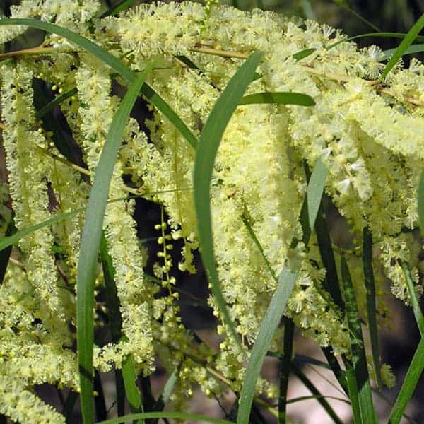 Aγοράστε ΑΕΙΘΑΛH ΔΕΝΔΡΑ Online - Γεωπονικό Κέντρο Κήπου