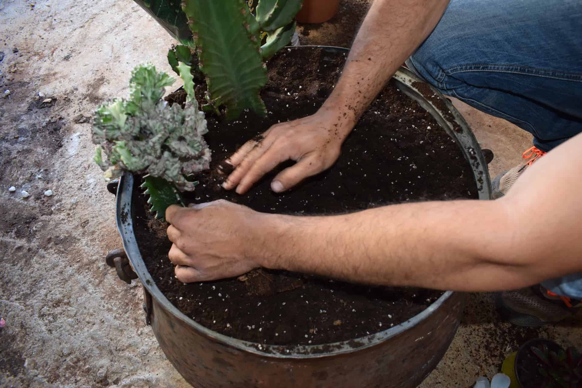 Σύνθεση με παχύφυτα και κάκτους σε μεταλλικό καζάνι - Γεωπονικό Κέντρο ...