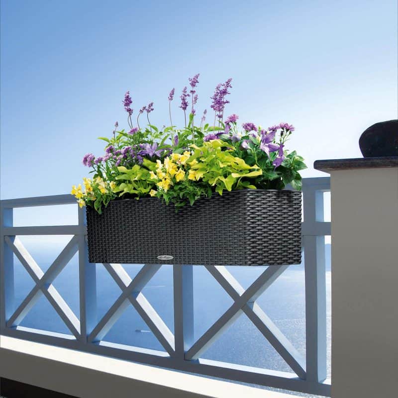 Αγοράστε BALCONERA Cottage 80 Online - Γεωπονικό Κέντρο Κήπου