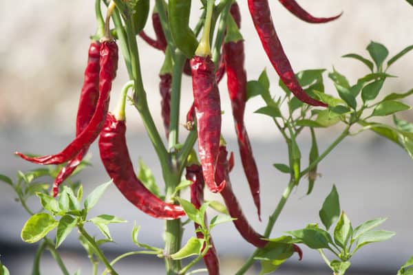 Αγοράστε Πιπεριά καυτερή (Cayenna) Online - Γεωπονικό Κέντρο Κήπου