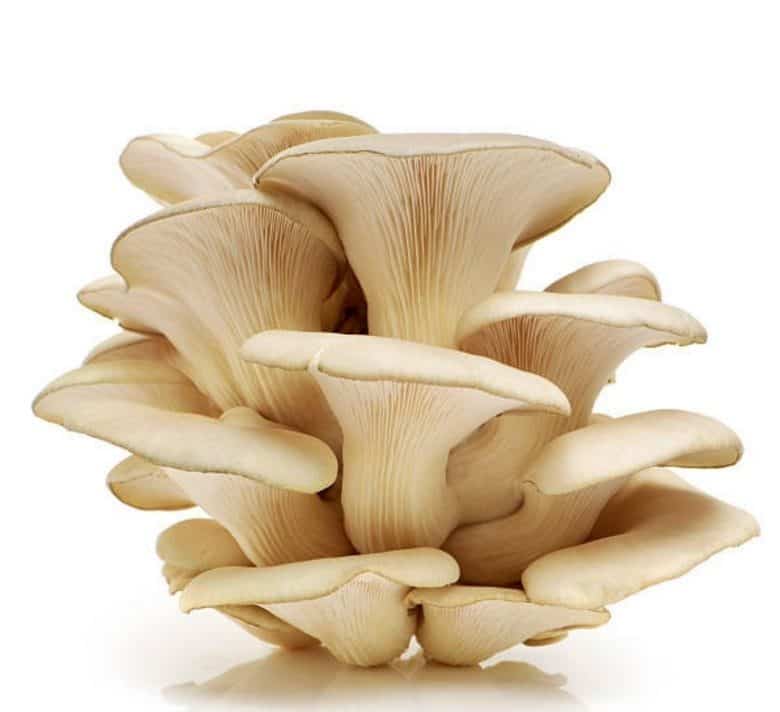 Aγοράστε ΜΑΝΙΤΑΡΙΑ Online - Γεωπονικό Κέντρο Κήπου